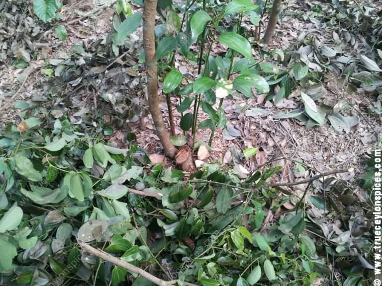 Cinnamon from Sri Lanka – True Ceylon Spices